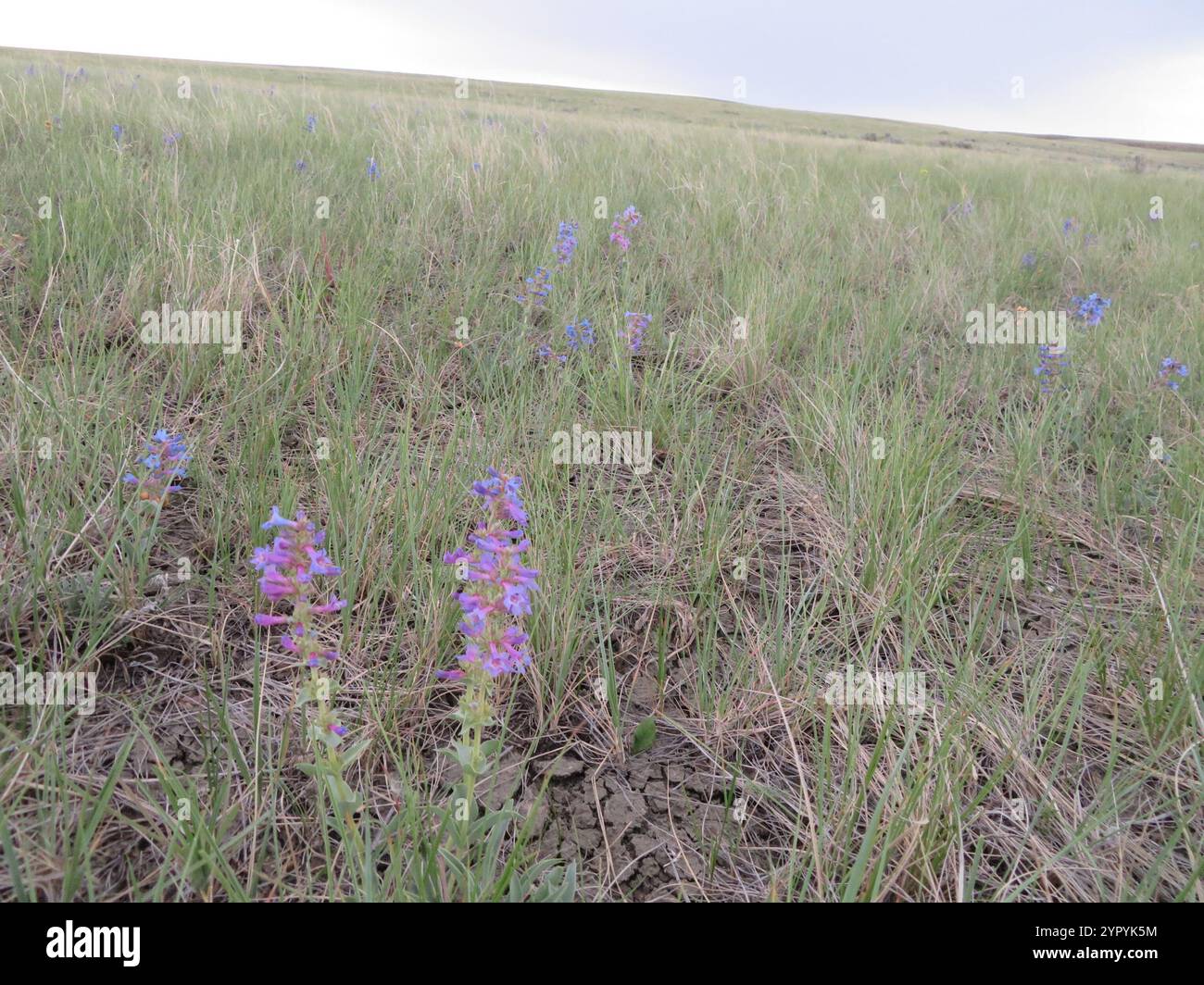Wax-leaf Beardtongue (Penstemon nitidus Stock Photo - Alamy