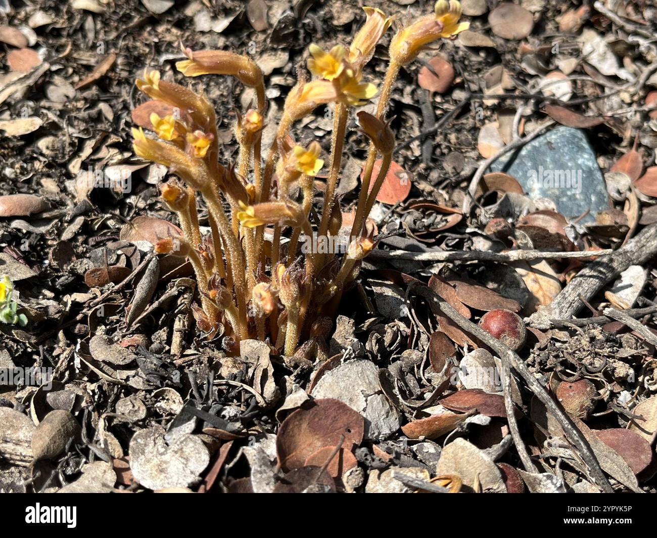 yellow clustered broomrape (Aphyllon franciscanum Stock Photo - Alamy