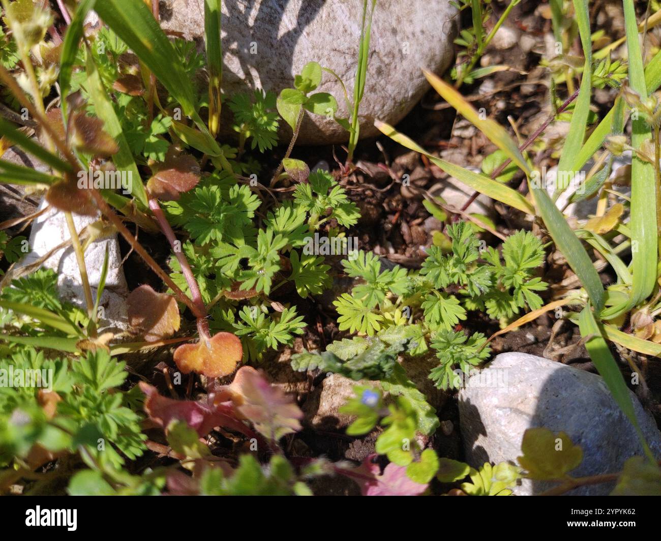 Field Parsley Piert (Alchemilla arvensis Stock Photo - Alamy