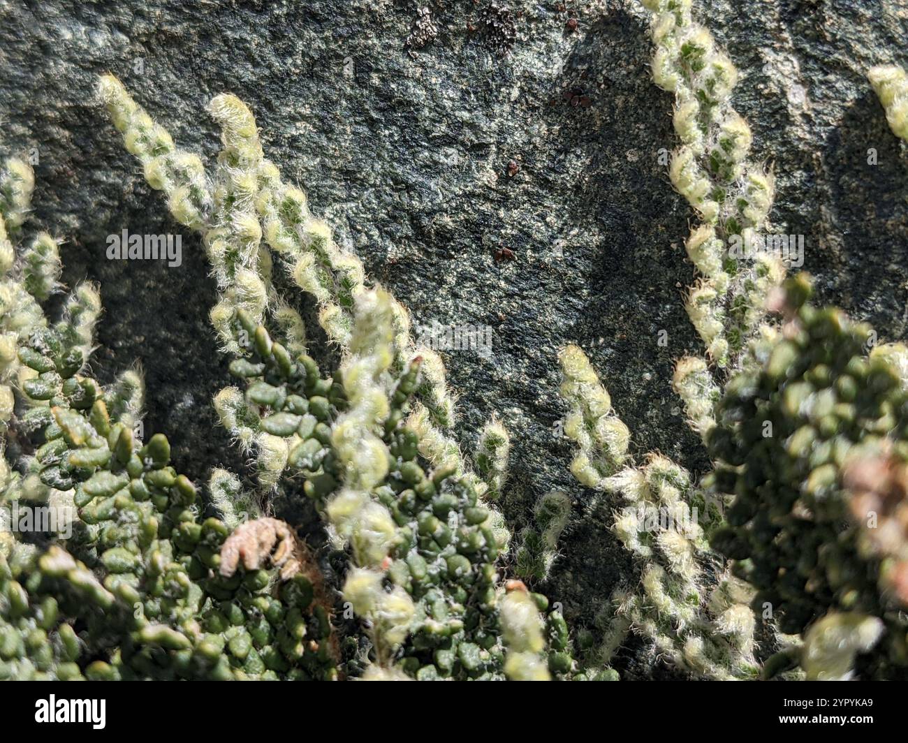 lace lip fern (Myriopteris gracillima Stock Photo - Alamy