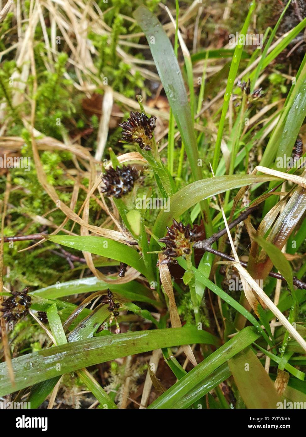 Hairy Woodrush (Luzula pilosa Stock Photo - Alamy