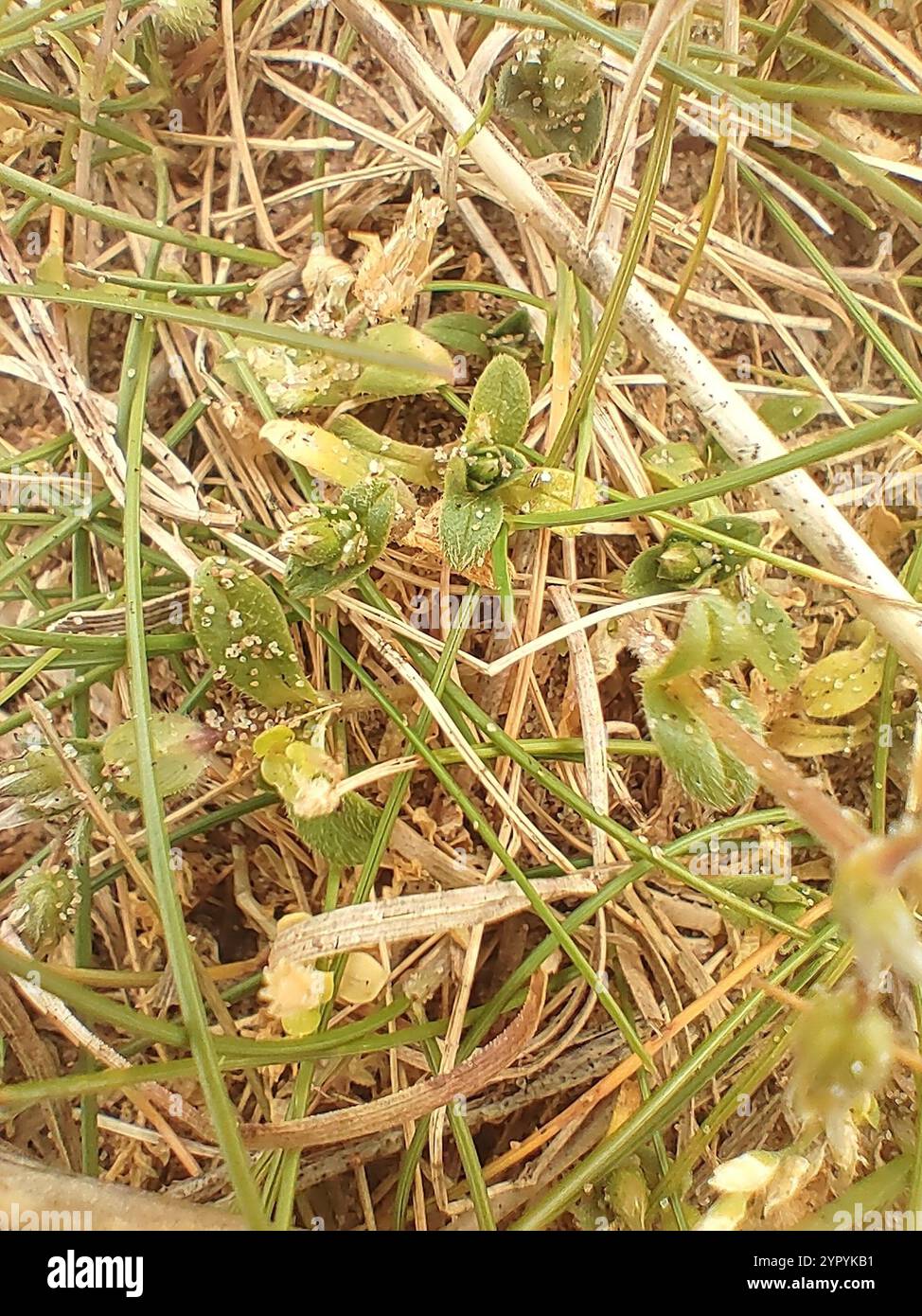 Little Mouse-ear (Cerastium semidecandrum Stock Photo - Alamy