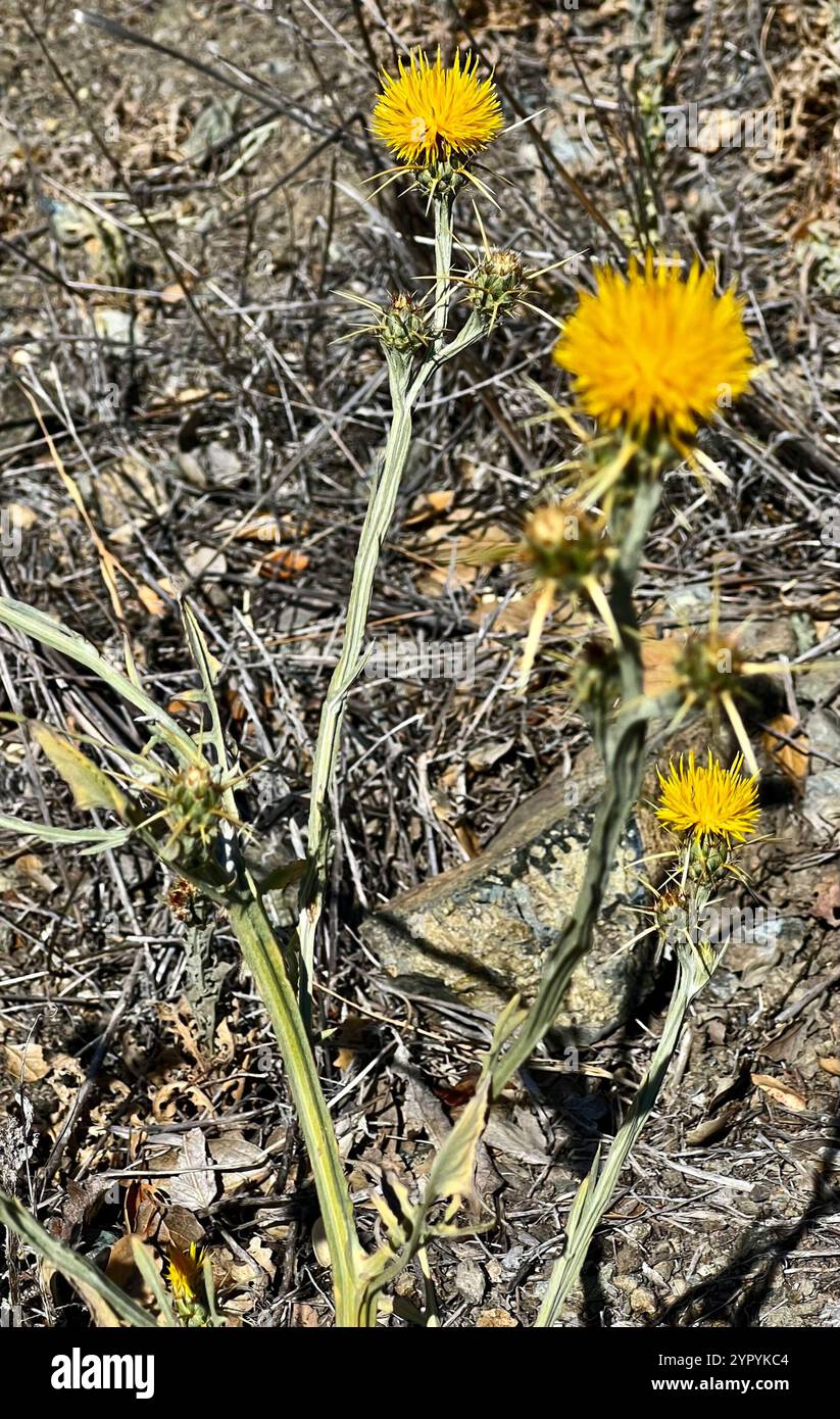 Yellow Star-Thistle (Centaurea solstitialis Stock Photo - Alamy