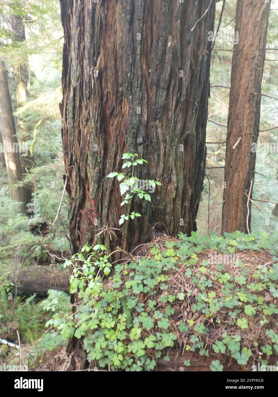 coast redwood (Sequoia sempervirens Stock Photo - Alamy