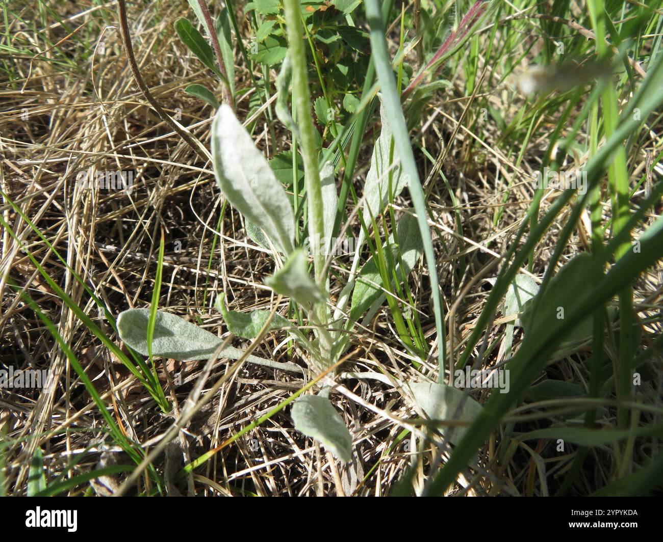 woolly groundsel (Packera cana Stock Photo - Alamy