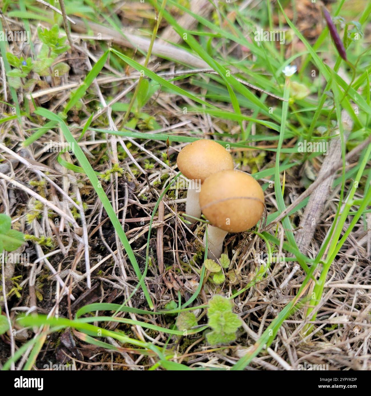 Brittlestems and Allies (Psathyrellaceae Stock Photo - Alamy