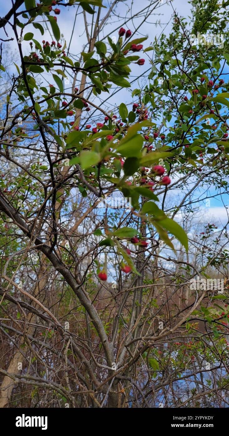 sweet crabapple (Malus coronaria Stock Photo - Alamy