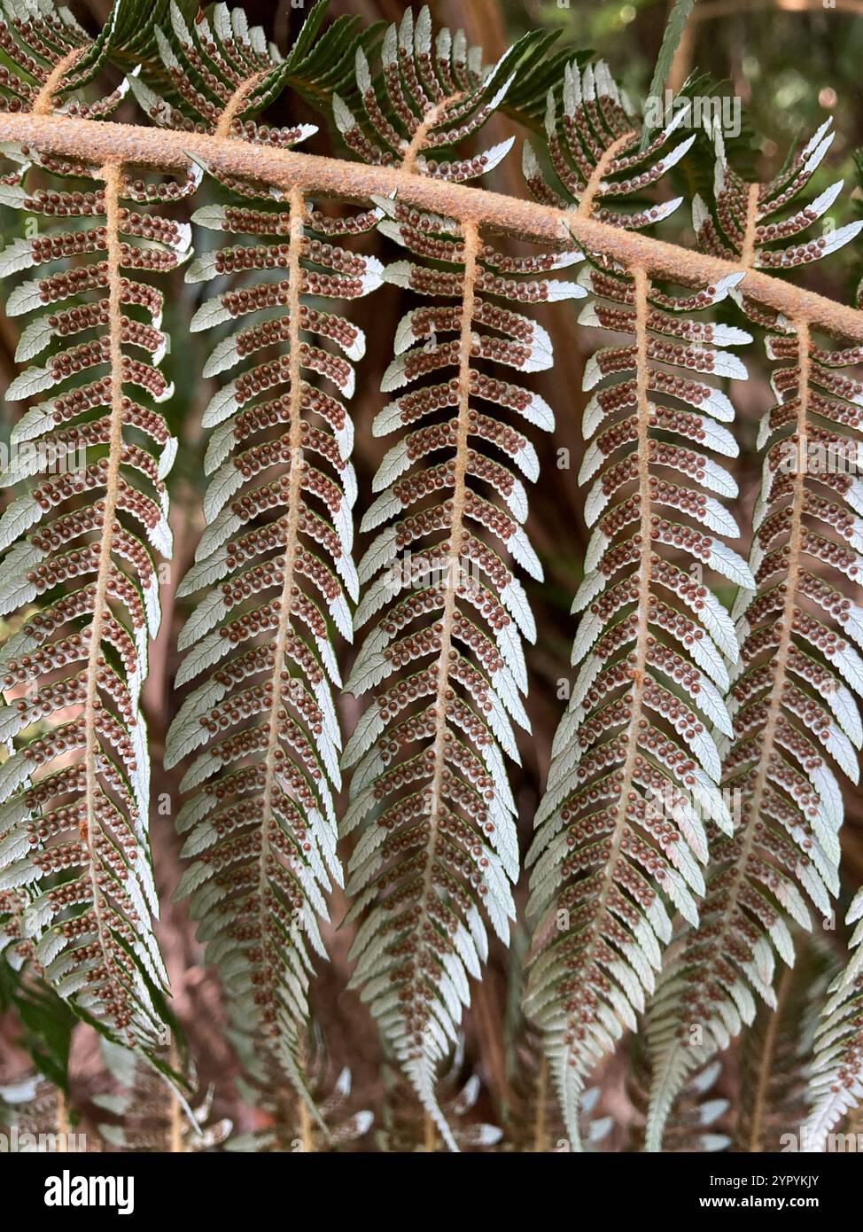silver fern (Cyathea dealbata Stock Photo - Alamy
