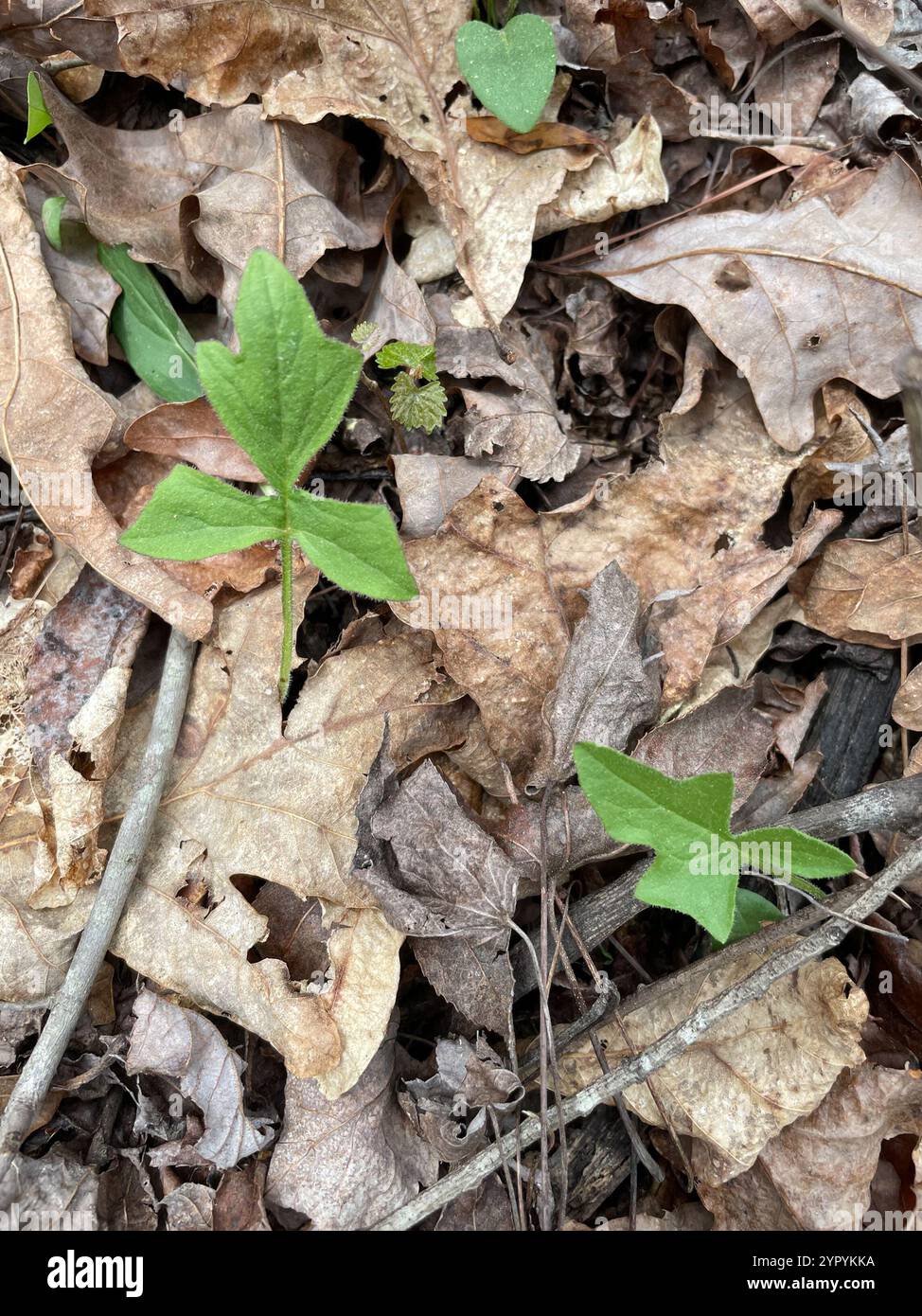 lion's foot rattlesnake root (Nabalus serpentarius Stock Photo - Alamy