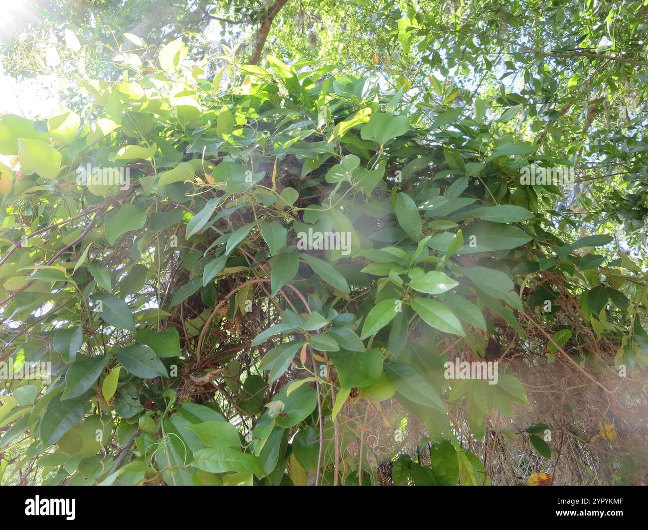 cross vine (Bignonia capreolata Stock Photo - Alamy