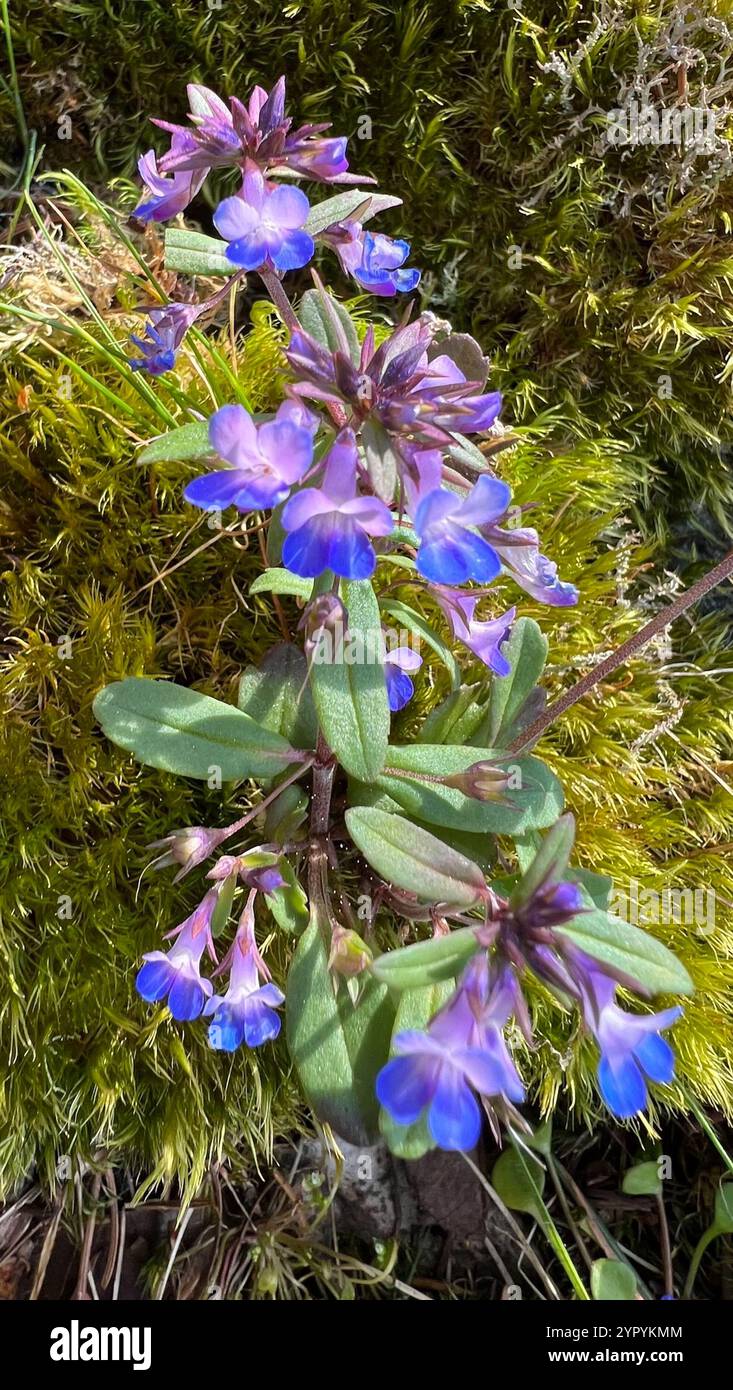 small-flowered blue-eyed mary (Collinsia parviflora Stock Photo - Alamy