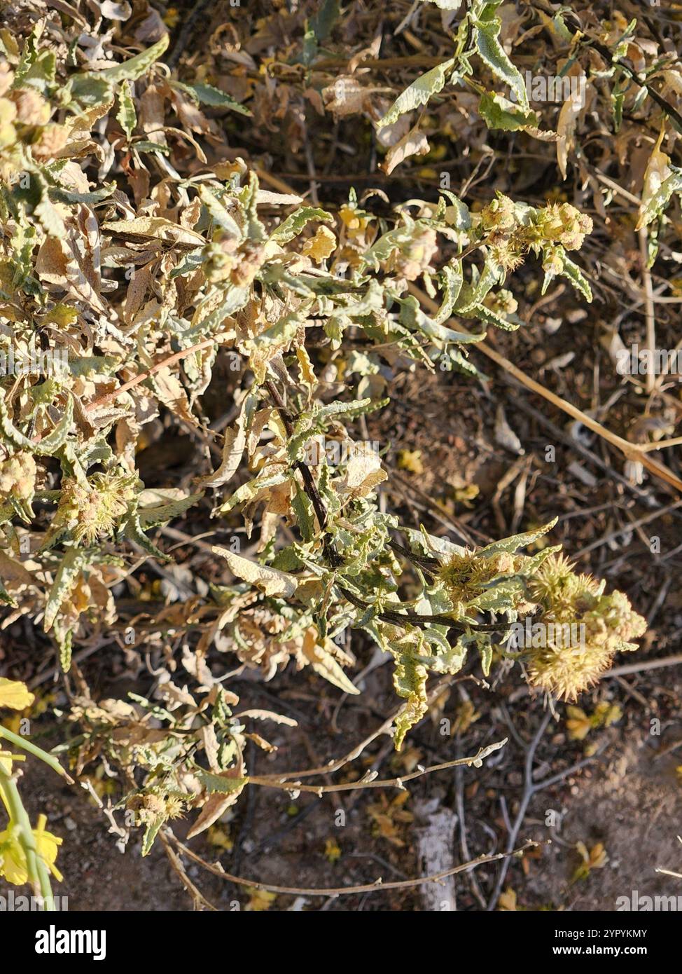 triangle-leaf bursage (Ambrosia deltoidea Stock Photo - Alamy