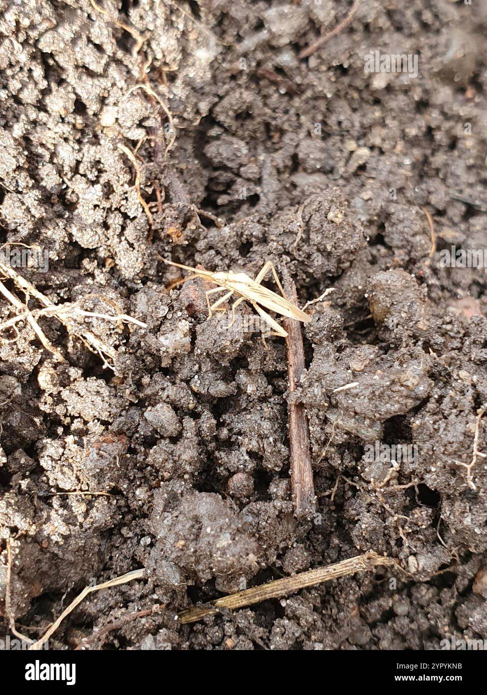 Grass bug (Stenodema laevigata Stock Photo - Alamy