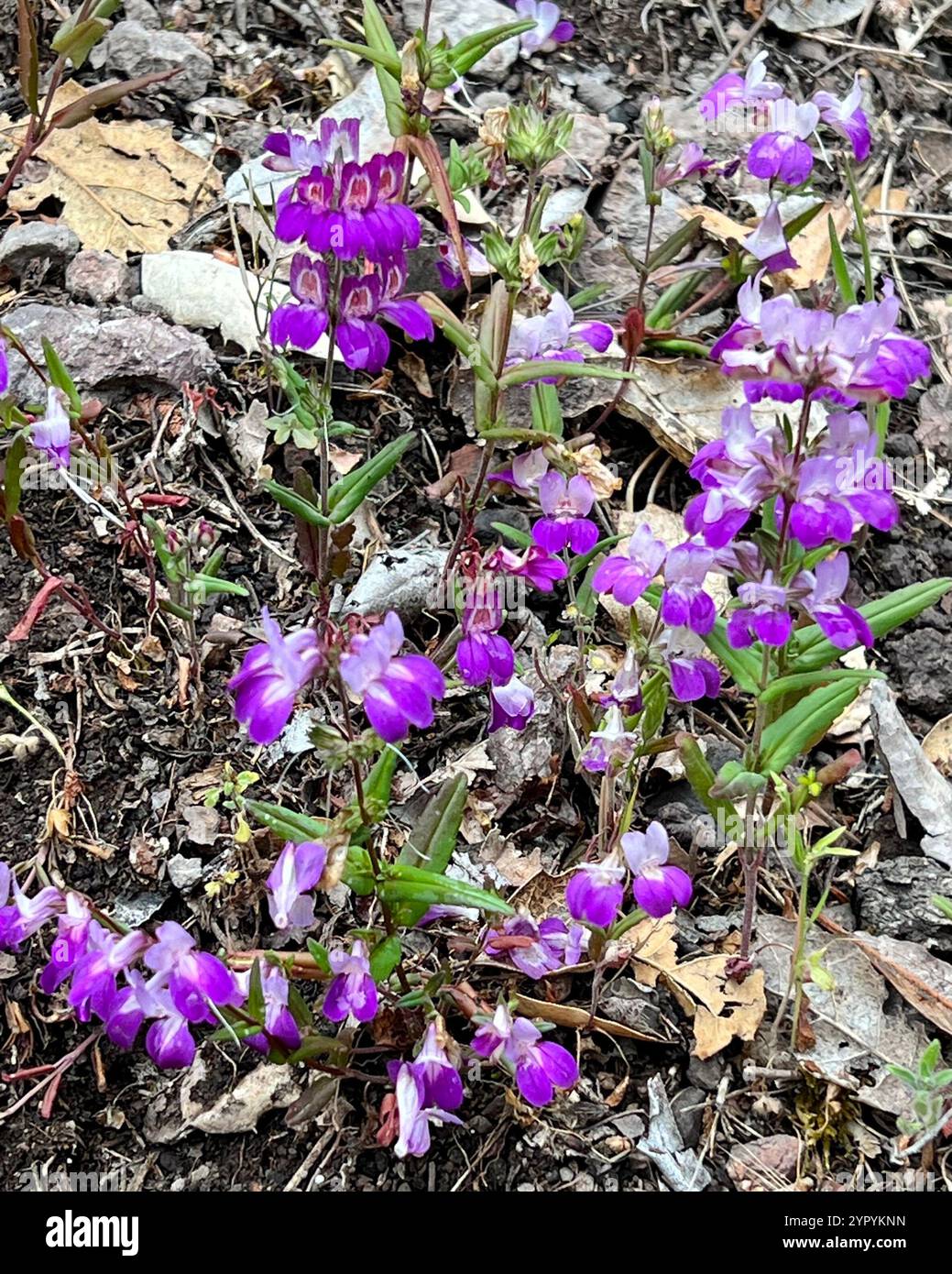 Purple Chinese Houses (Collinsia heterophylla Stock Photo - Alamy