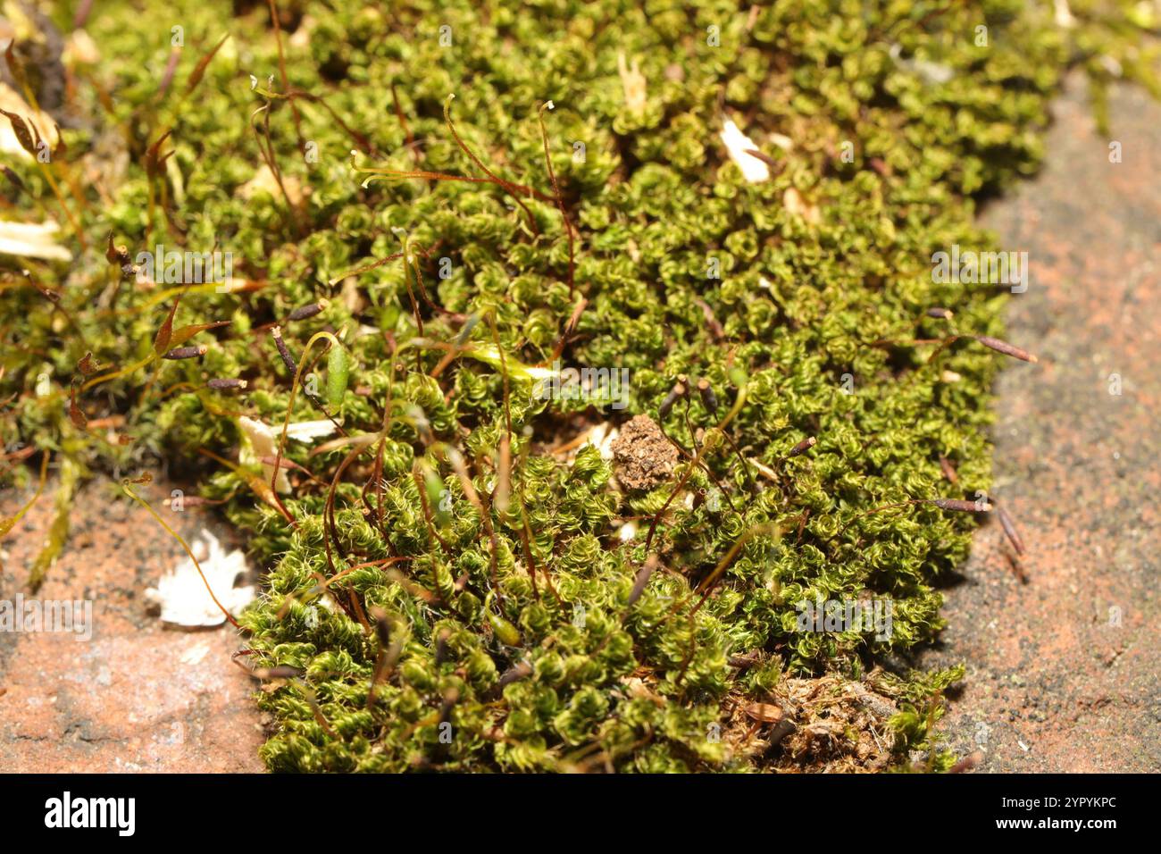 Capillary Thread-moss (Ptychostomum capillare Stock Photo - Alamy