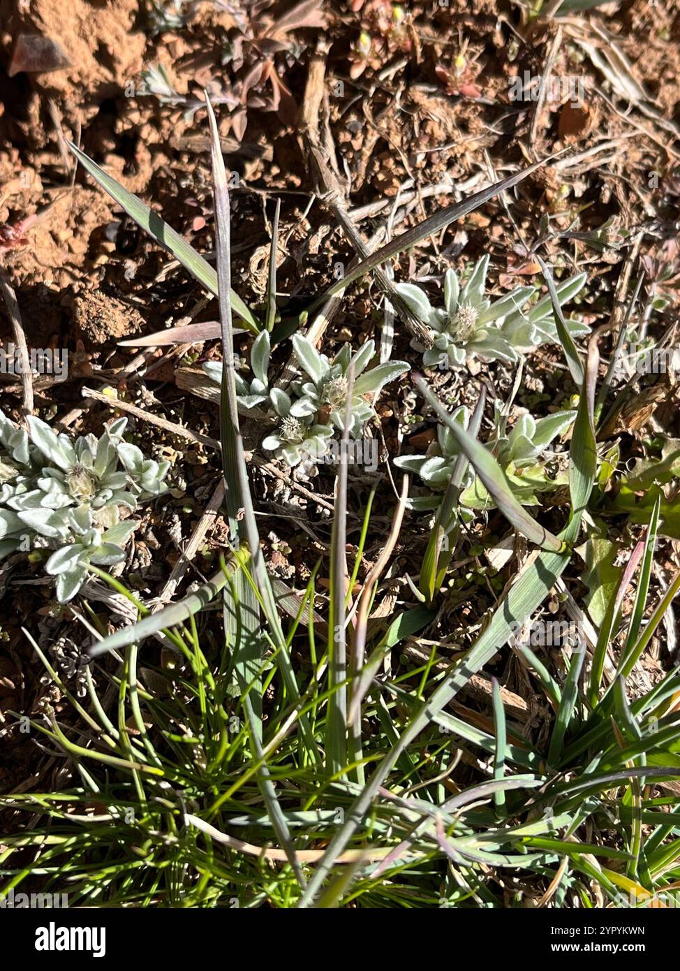 Low Pussytoes (Antennaria dimorpha Stock Photo - Alamy