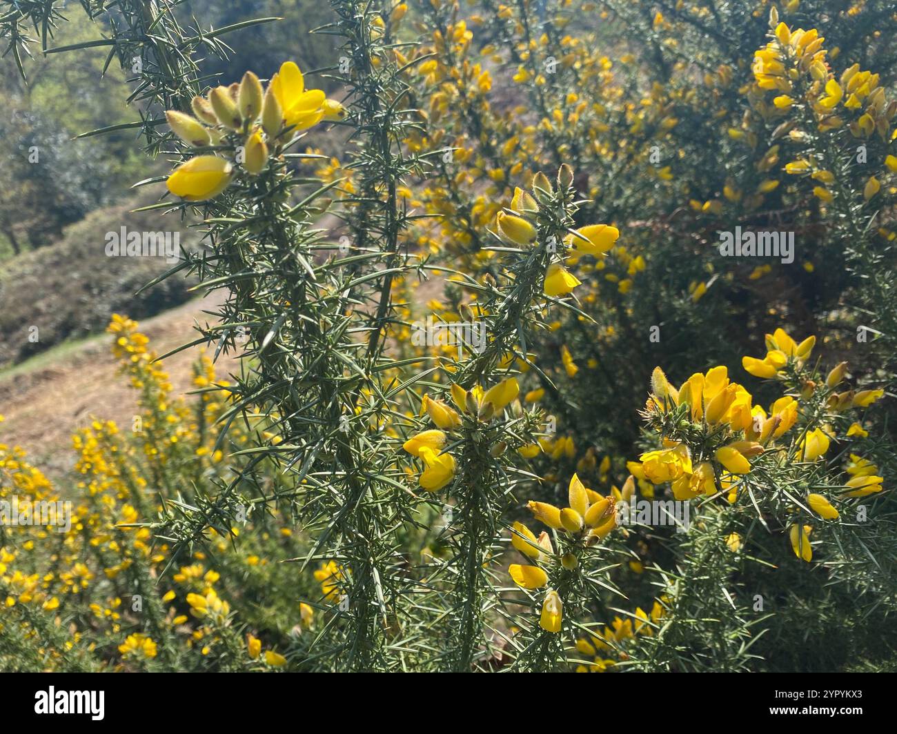 gorse (Ulex europaeus Stock Photo - Alamy