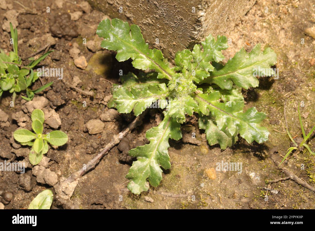 common groundsel (Senecio vulgaris Stock Photo - Alamy