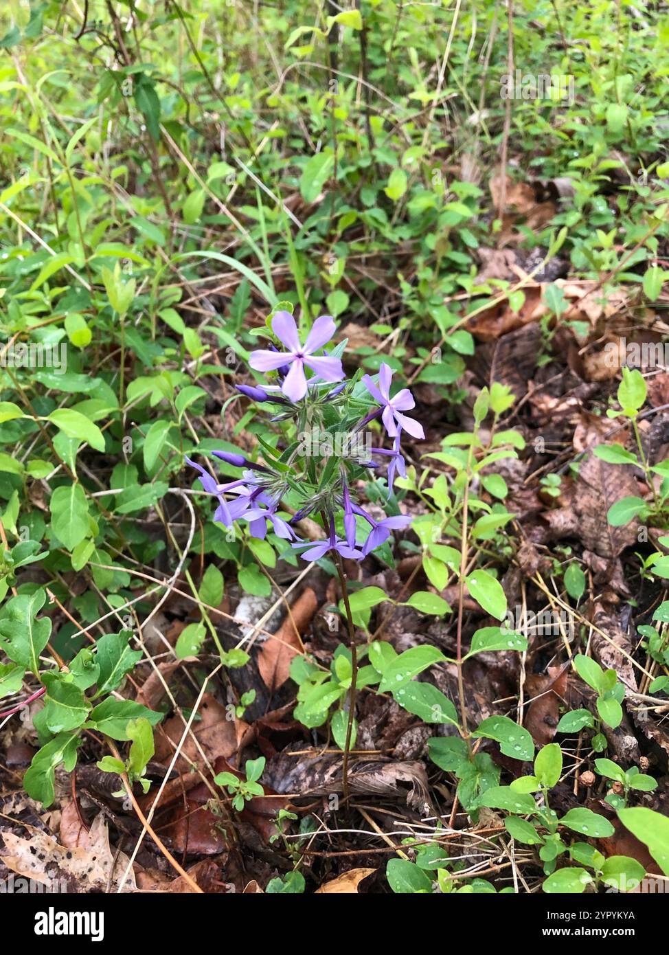 blue phlox (Phlox divaricata Stock Photo - Alamy