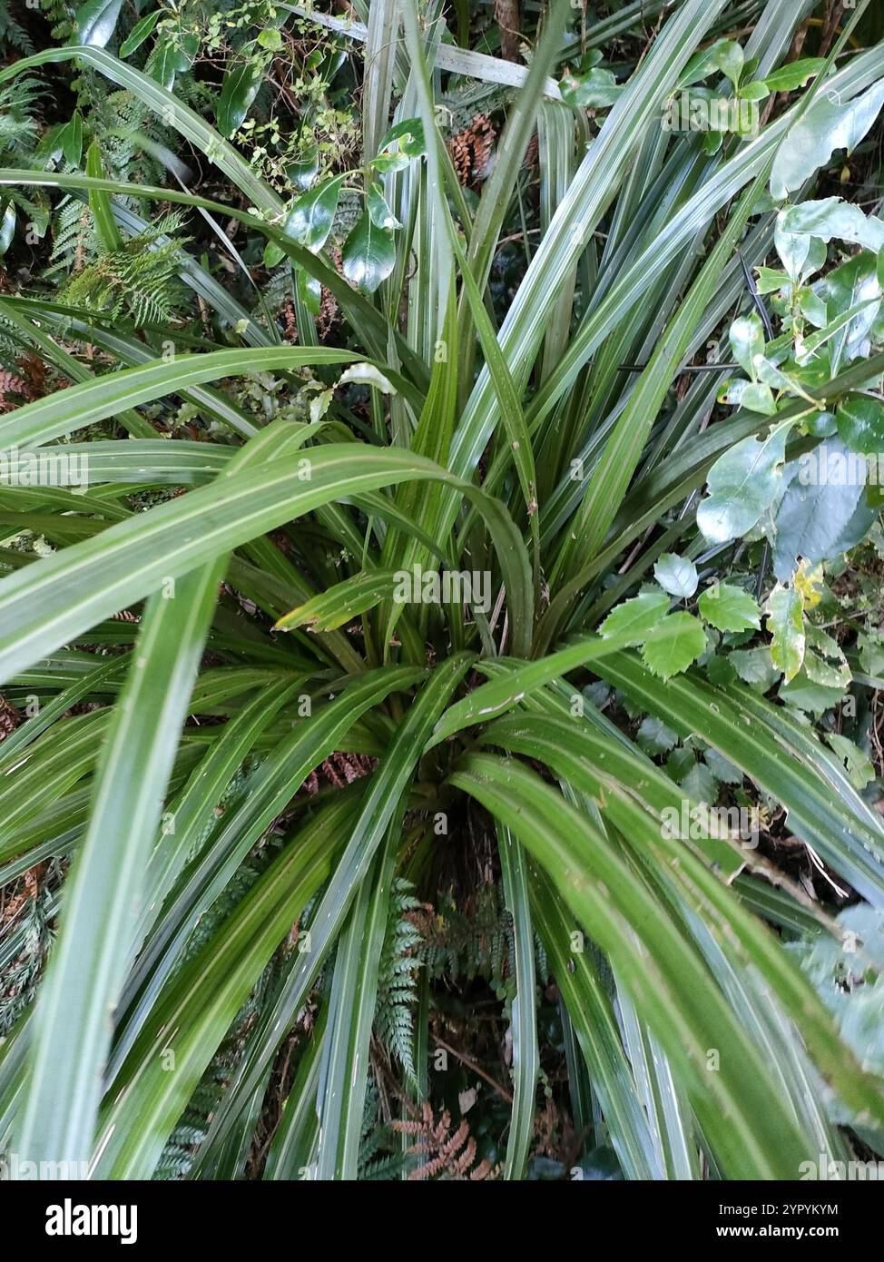 Bush Flax (Astelia fragrans Stock Photo - Alamy