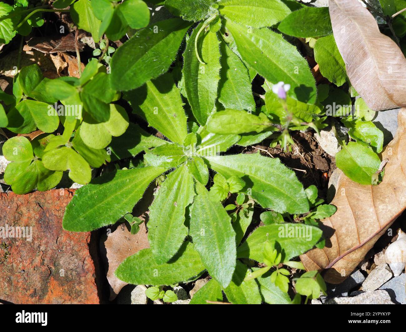 dwarf plantain (Plantago virginica Stock Photo - Alamy