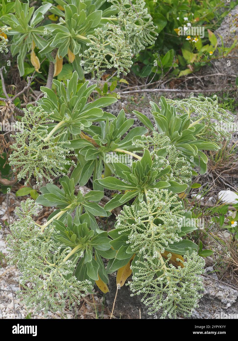 tree heliotrope (Heliotropium arboreum Stock Photo - Alamy