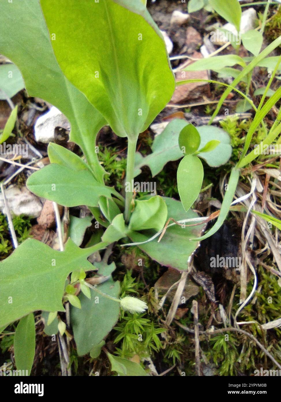 Two flower dwarf dandelion hi-res stock photography and images - Alamy