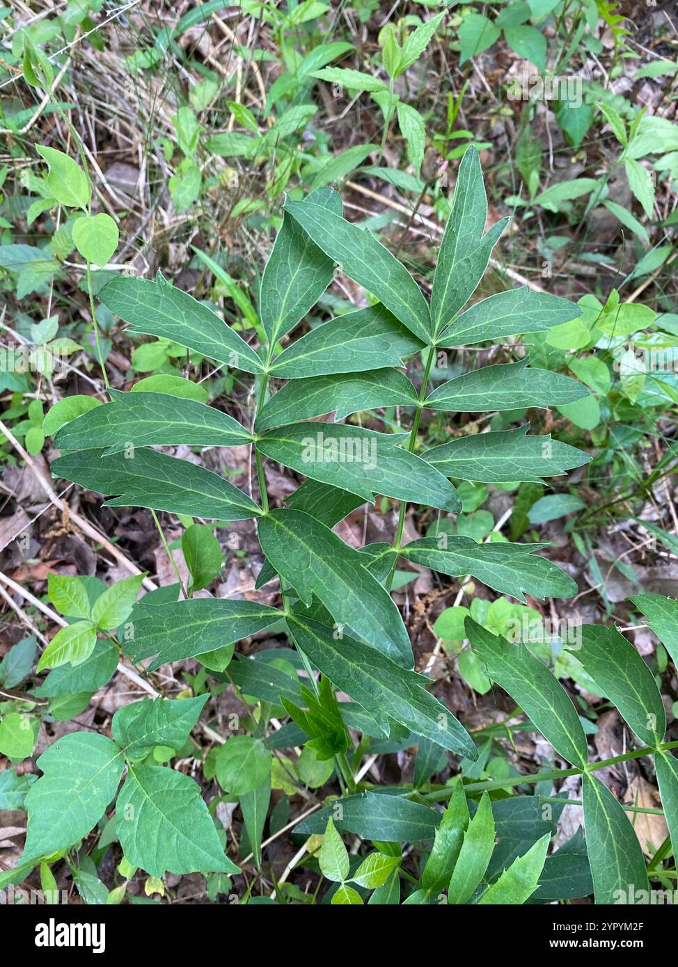 Oxypolis rigidior hi-res stock photography and images - Alamy