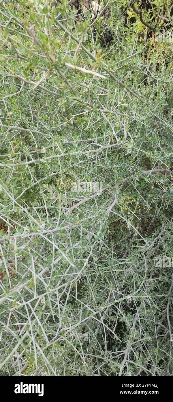 lotebush (Condaliopsis obtusifolia Stock Photo - Alamy