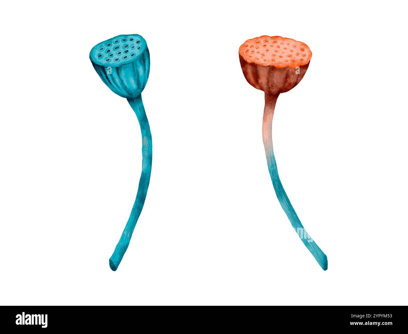 This is an artistic depiction showcasing vibrant lotus seed pods that ...