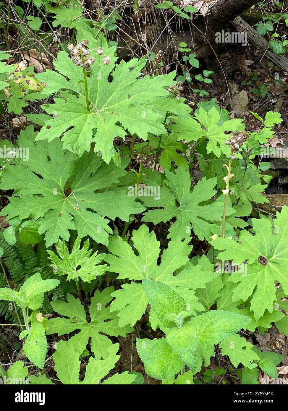 Western Sweet Coltsfoot (Petasites frigidus palmatus Stock Photo - Alamy