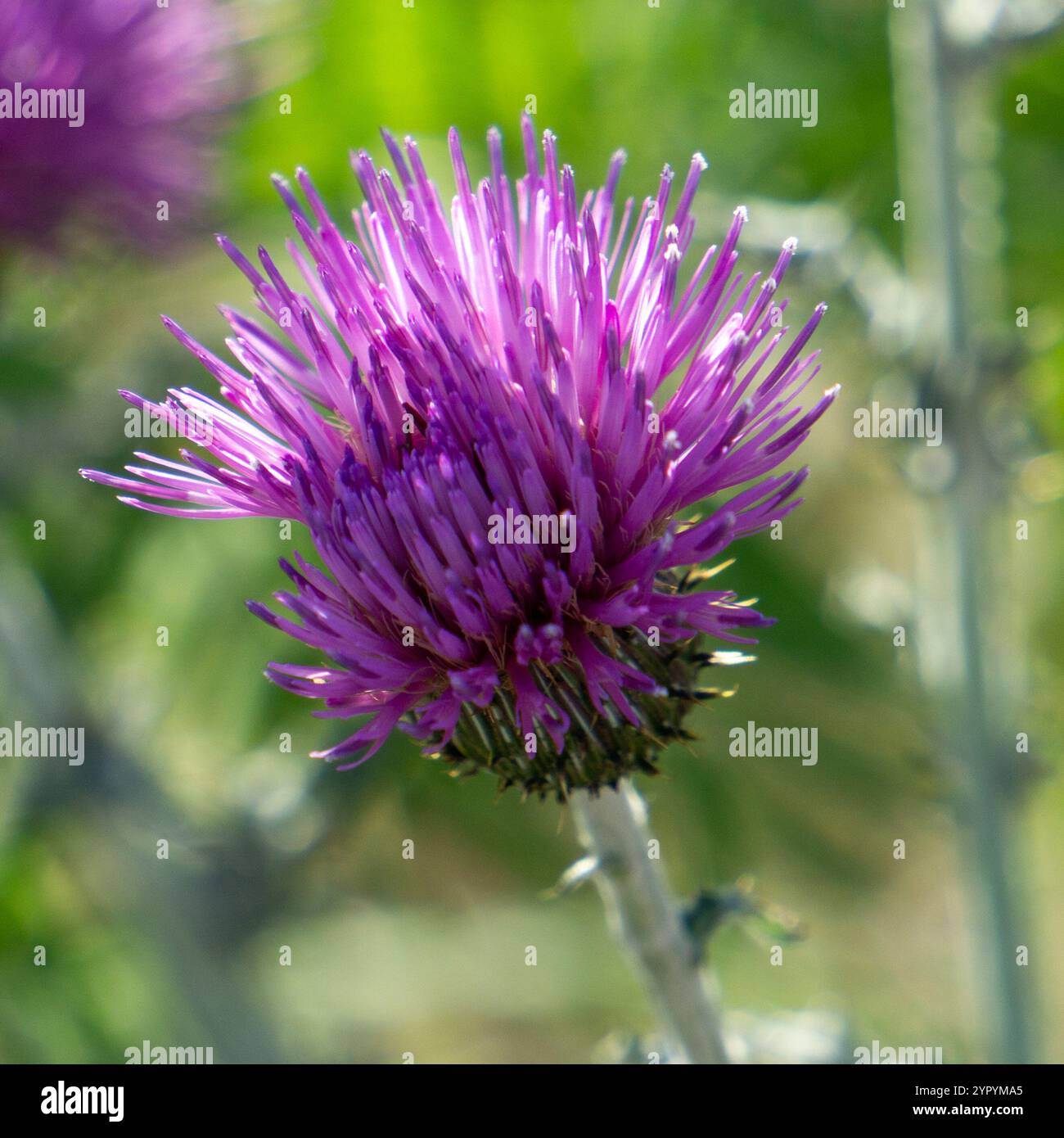 Texas Thistle (Cirsium texanum Stock Photo - Alamy