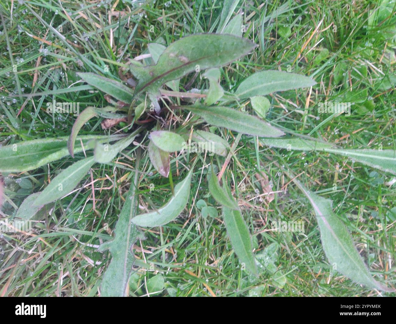Devil's-bit Scabious (Succisa pratensis Stock Photo - Alamy
