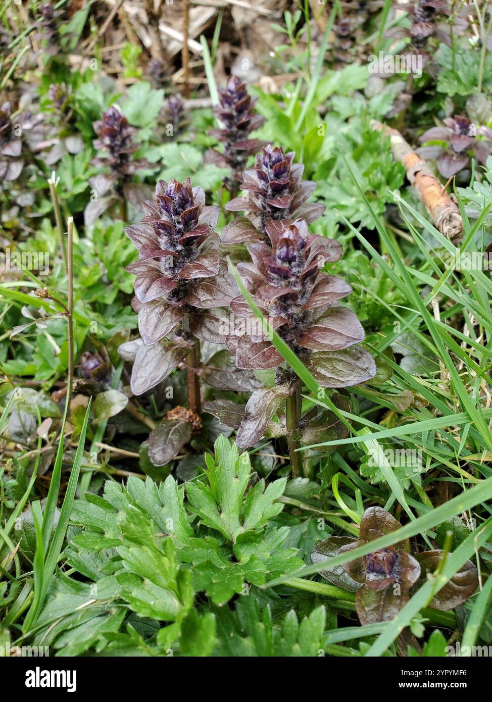 carpet bugle (Ajuga reptans Stock Photo - Alamy