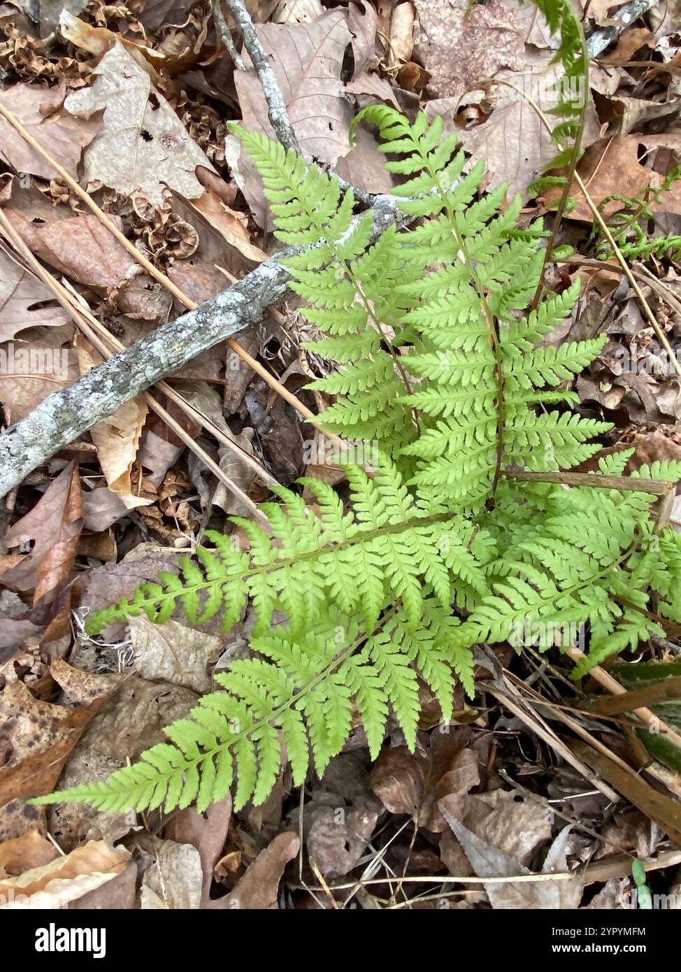 southern lady fern (Athyrium asplenioides Stock Photo - Alamy