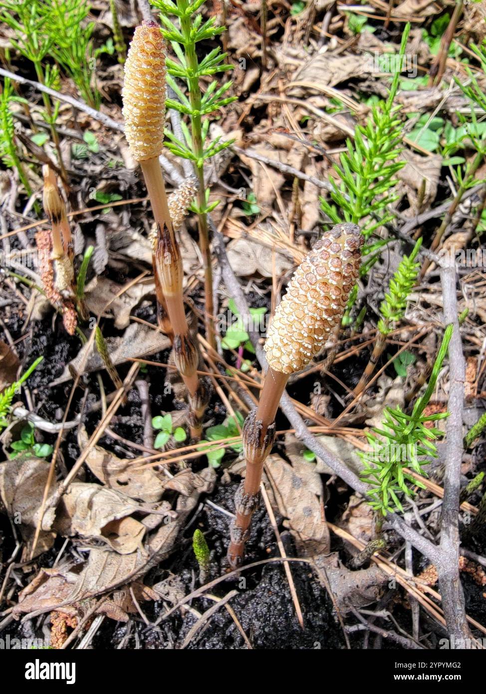 field horsetail (Equisetum arvense Stock Photo - Alamy