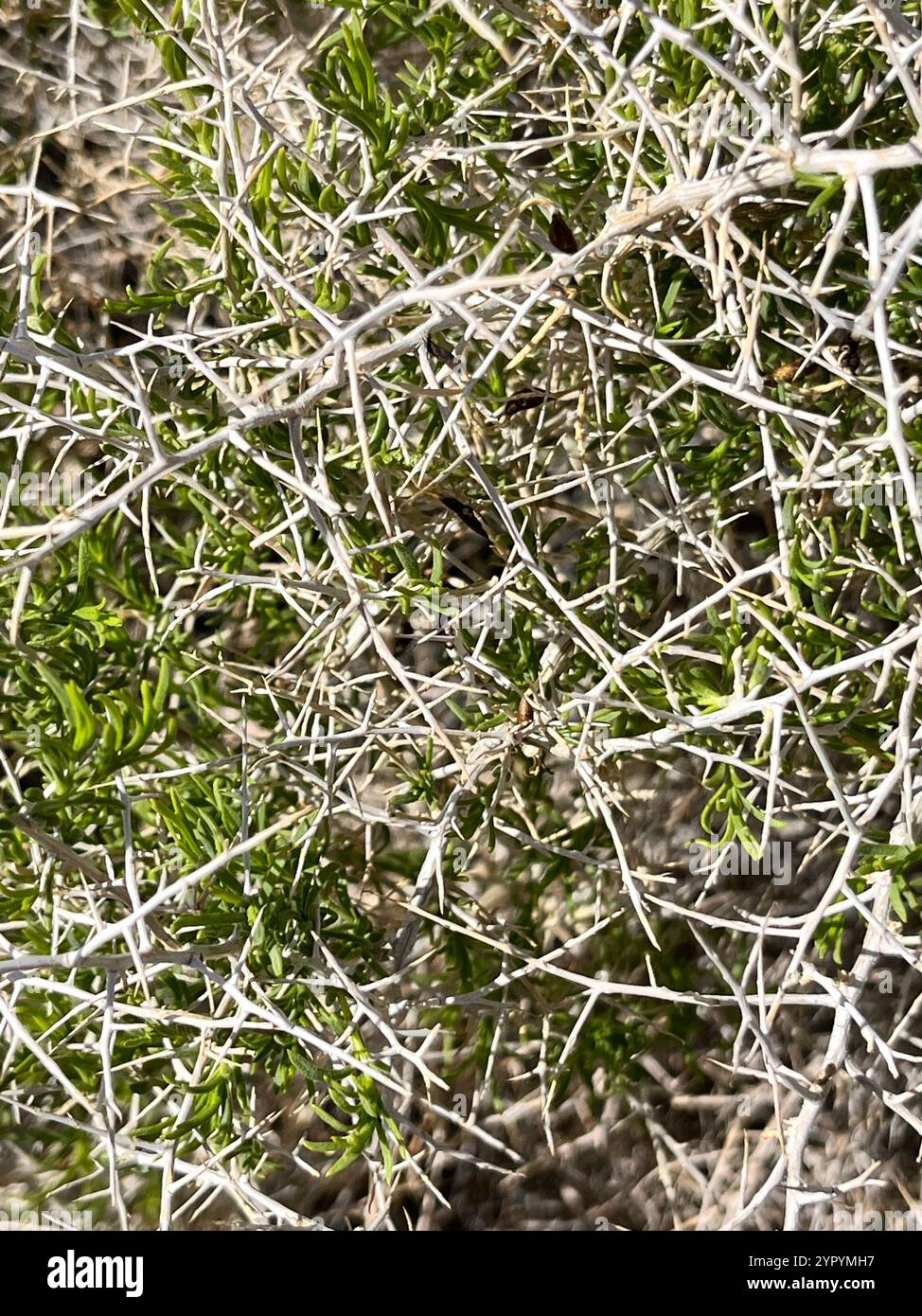 Greasewood (Sarcobatus vermiculatus Stock Photo - Alamy