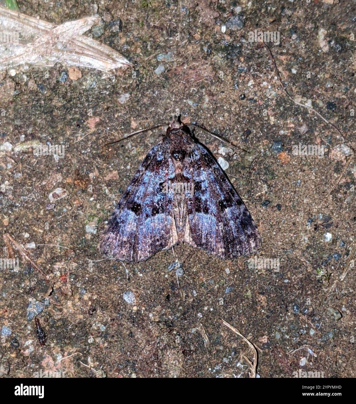 Geometer Moths (Geometridae Stock Photo - Alamy