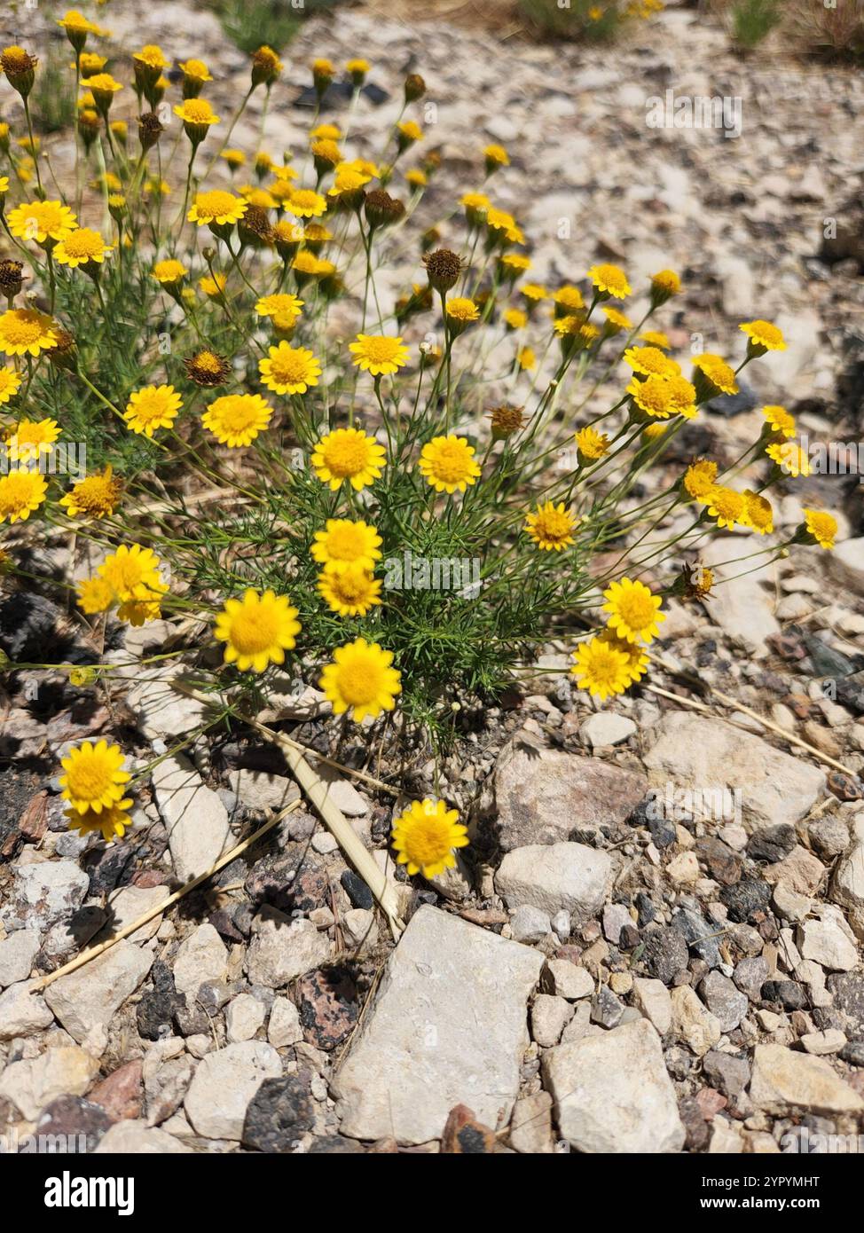 Parralena hi-res stock photography and images - Alamy