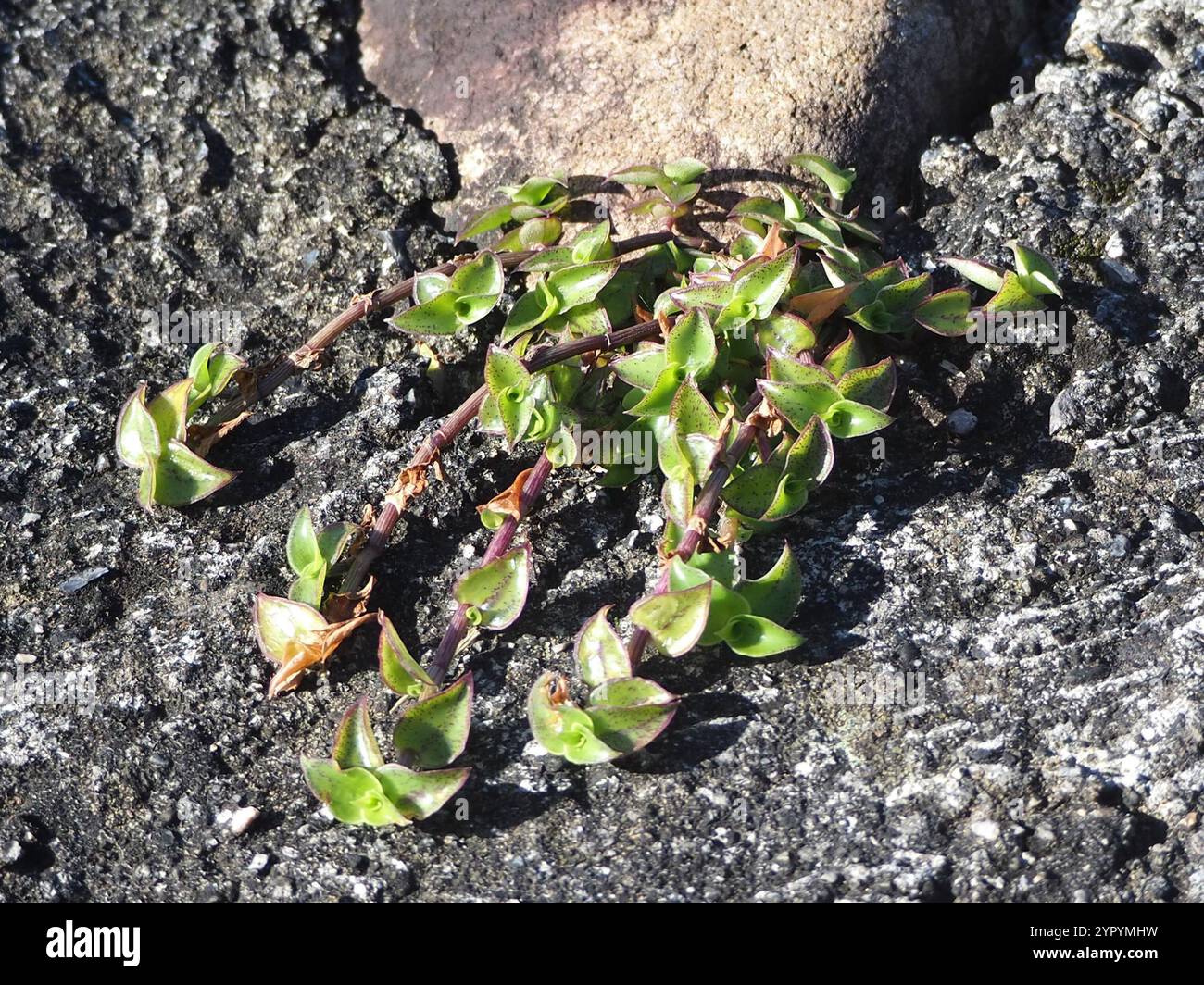 Turtle Vine (Callisia repens Stock Photo - Alamy