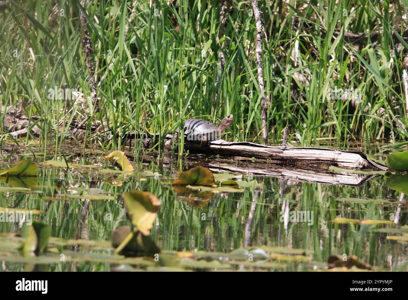 Western Pond Turtle (Actinemys marmorata Stock Photo - Alamy
