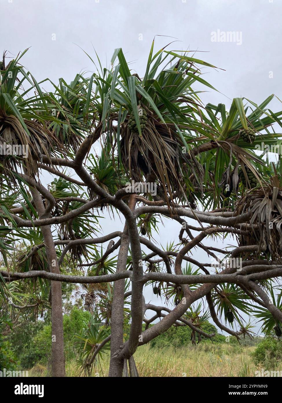 thatch screwpine (Pandanus tectorius Stock Photo - Alamy