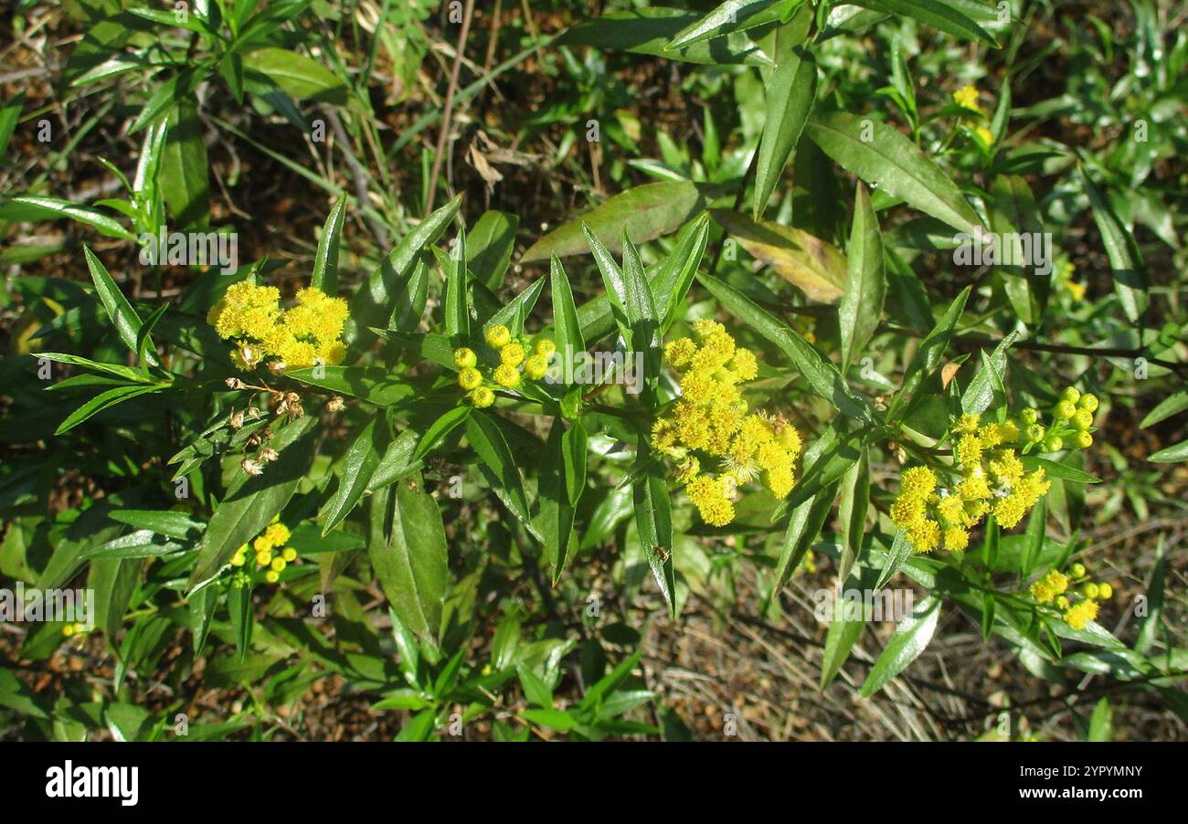 Sticky Psiadia (Psiadia punctulata Stock Photo - Alamy
