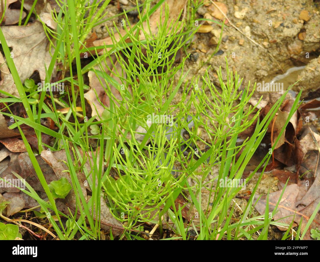 field horsetail (Equisetum arvense Stock Photo - Alamy