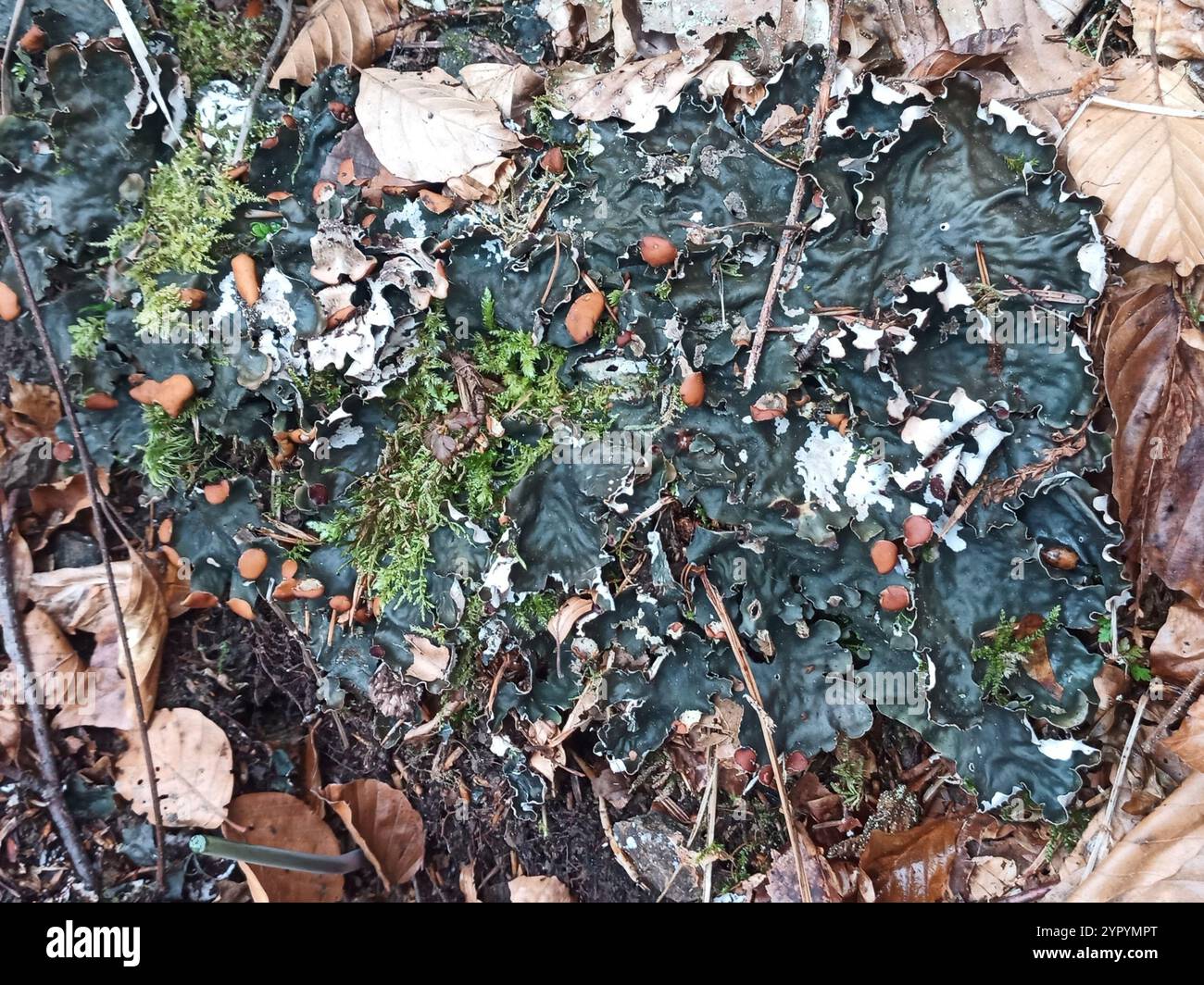 horizontal pelt lichen (Peltigera horizontalis Stock Photo - Alamy