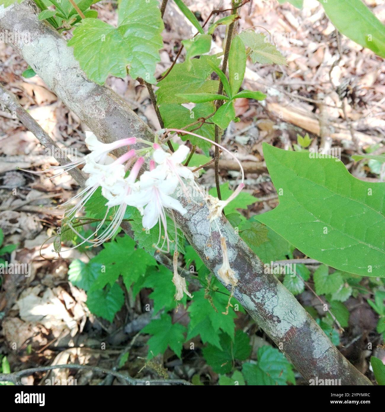 Mountain Azalea (Rhododendron canescens Stock Photo - Alamy