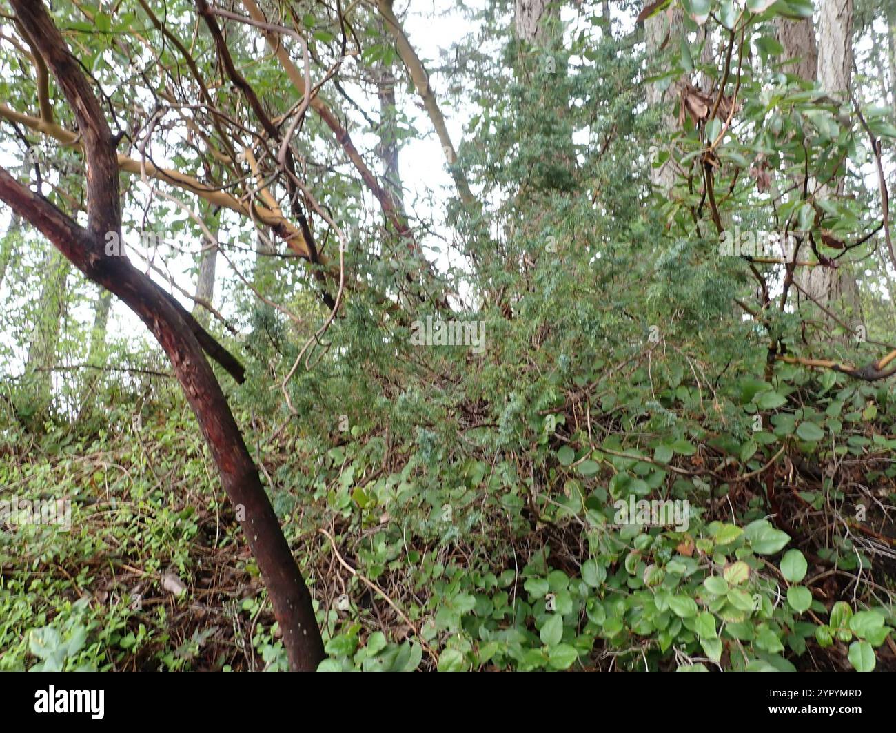 Seaside Juniper (Juniperus maritima Stock Photo - Alamy