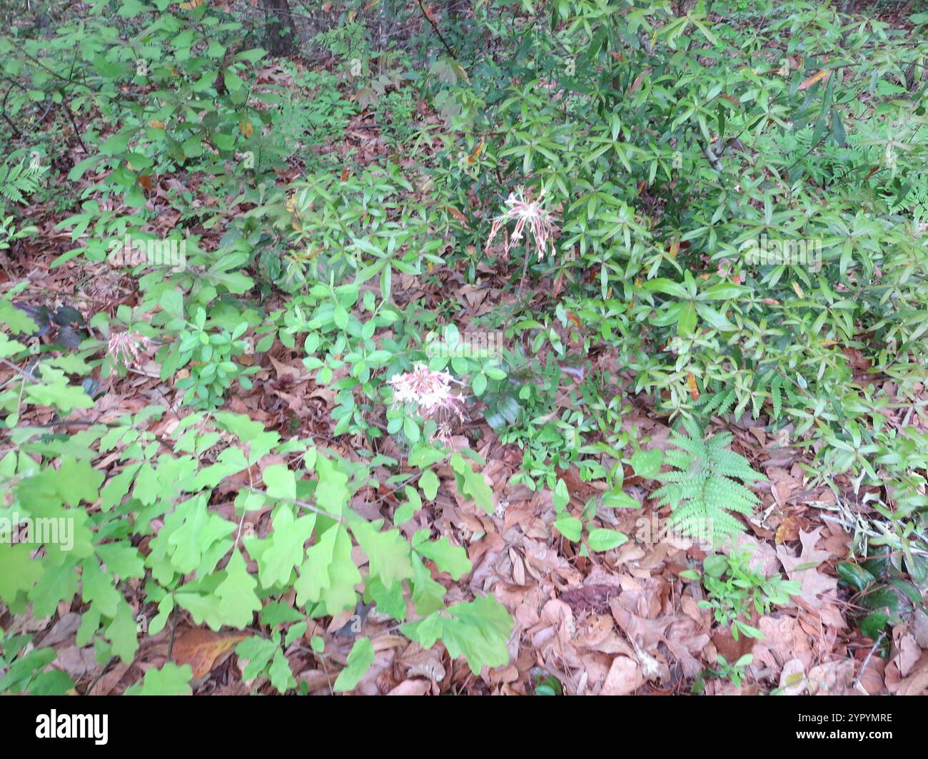 Mountain Azalea (Rhododendron canescens Stock Photo - Alamy