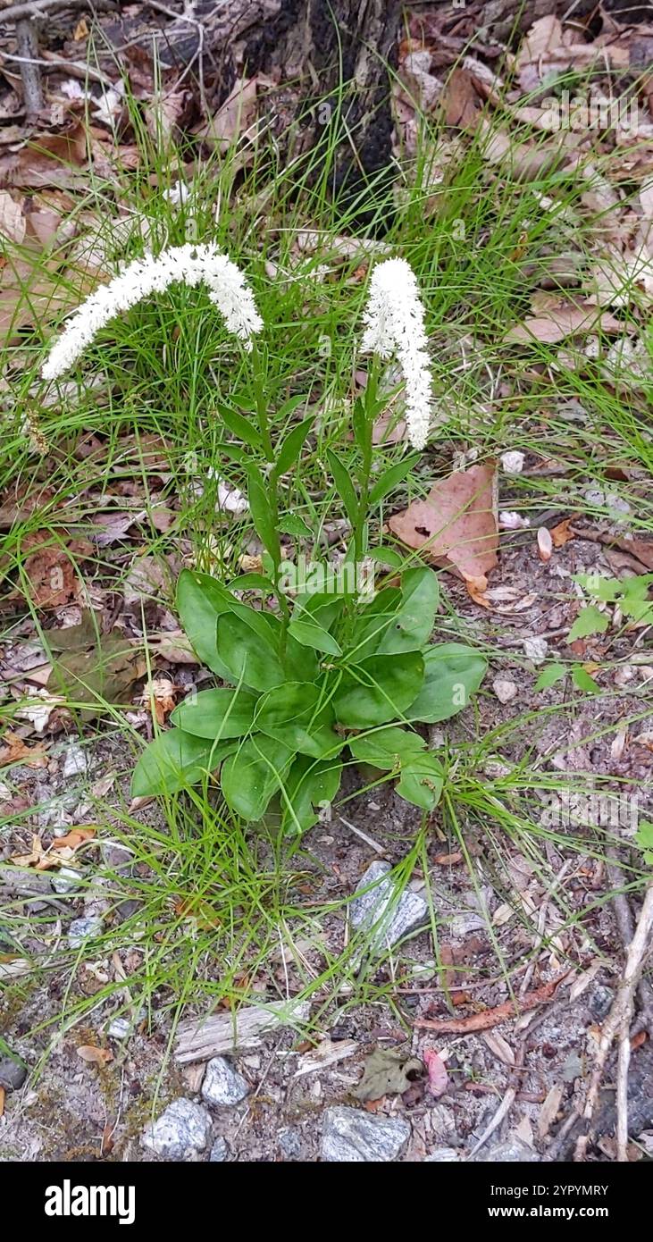 devil's bit (Chamaelirium luteum Stock Photo - Alamy