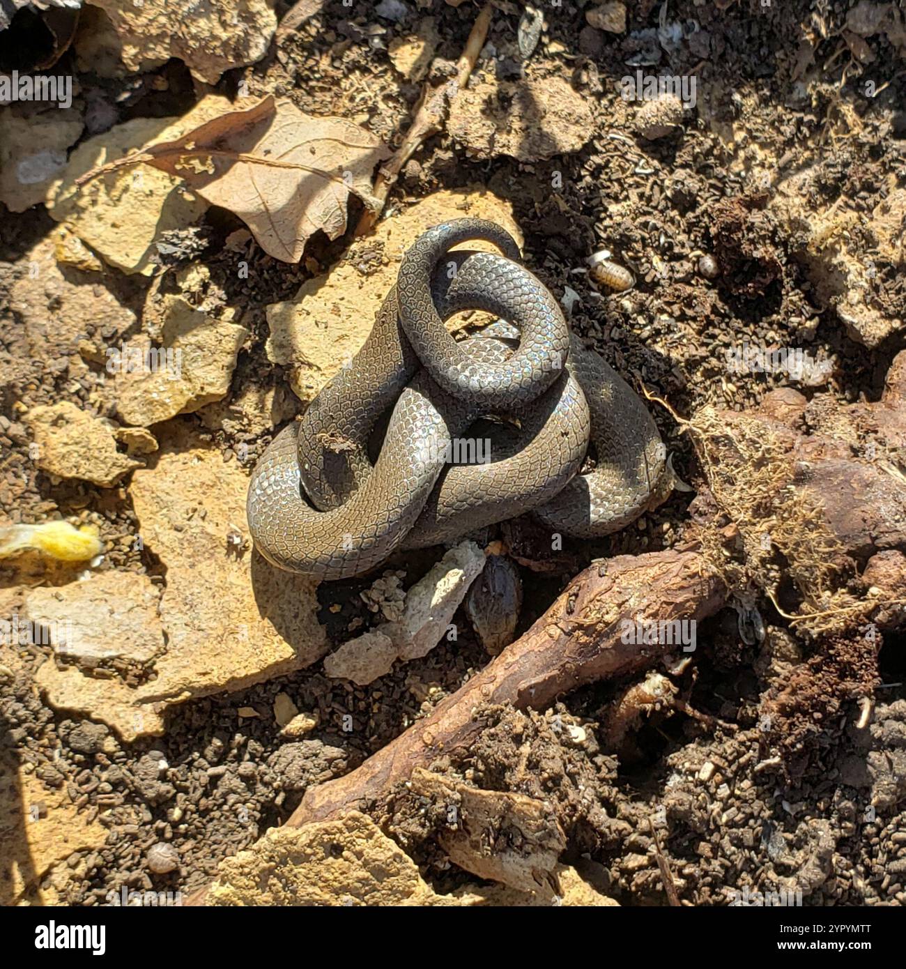Ring-necked Snake (Diadophis punctatus Stock Photo - Alamy